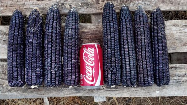 Which corn to plant? – Woodland Urban Farm