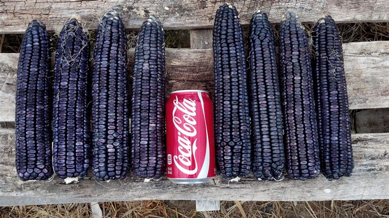 Which corn to plant? – Woodland Urban Farm